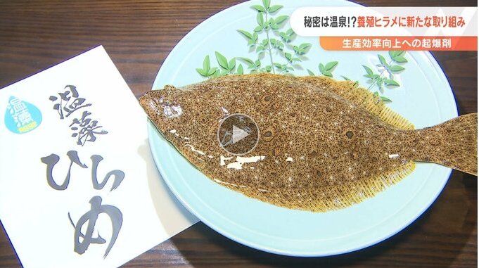 RG92配合飼料で生育した新ブランド『温藻ヒラメ』がテレビニュースで取り上げられました！ by 株式会社SARABiO温泉微生物研究所