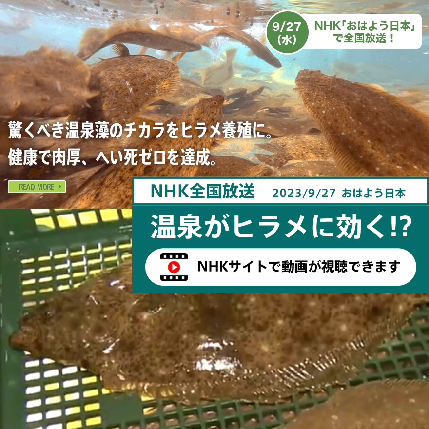 【全国放送】NHK『おはよう日本』で温泉藻類（RG92）を活用した水産養殖の取り組みが紹介されました！ by 株式会社SARABiO温泉微生物研究所