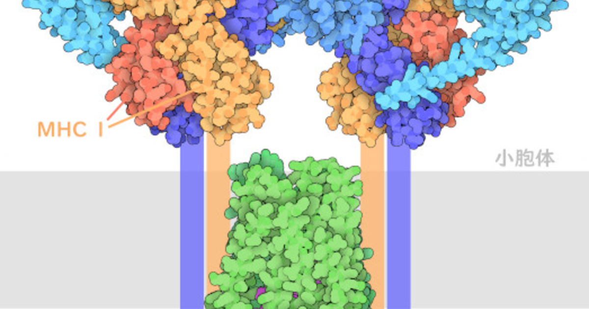 今月の分子 280: 主要組織適合性複合体クラスIローディング複合体（MHC I Peptide Loading Complex）