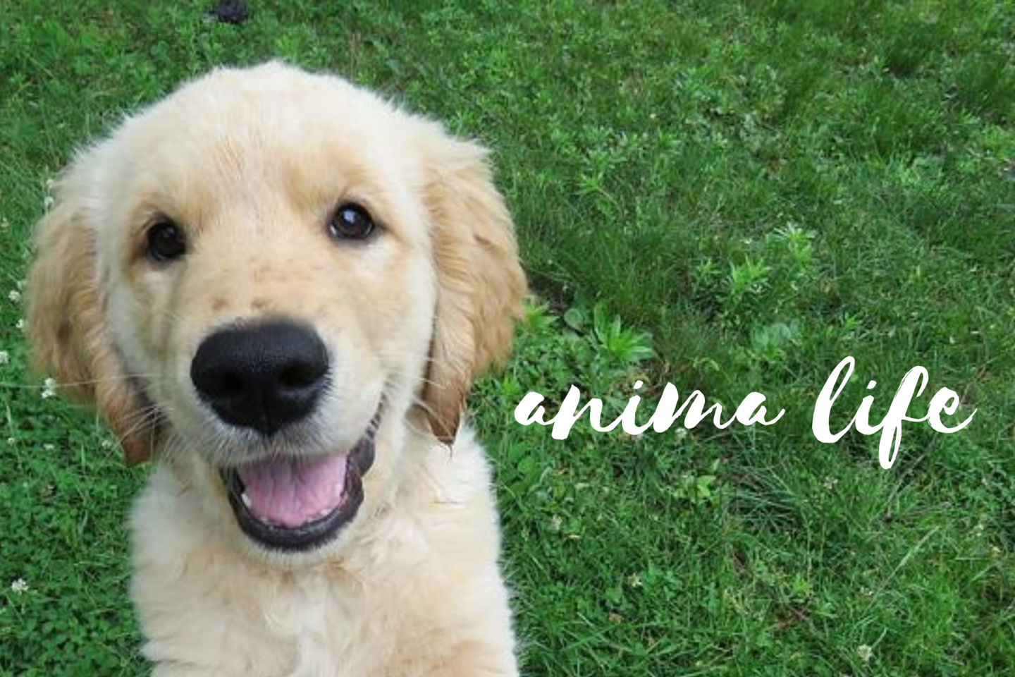 ペット業界へ Welcome！自社サービスを作るエンジニアを全国から募集! - 株式会社アニマライフのWebエンジニアの採用 - Wantedly