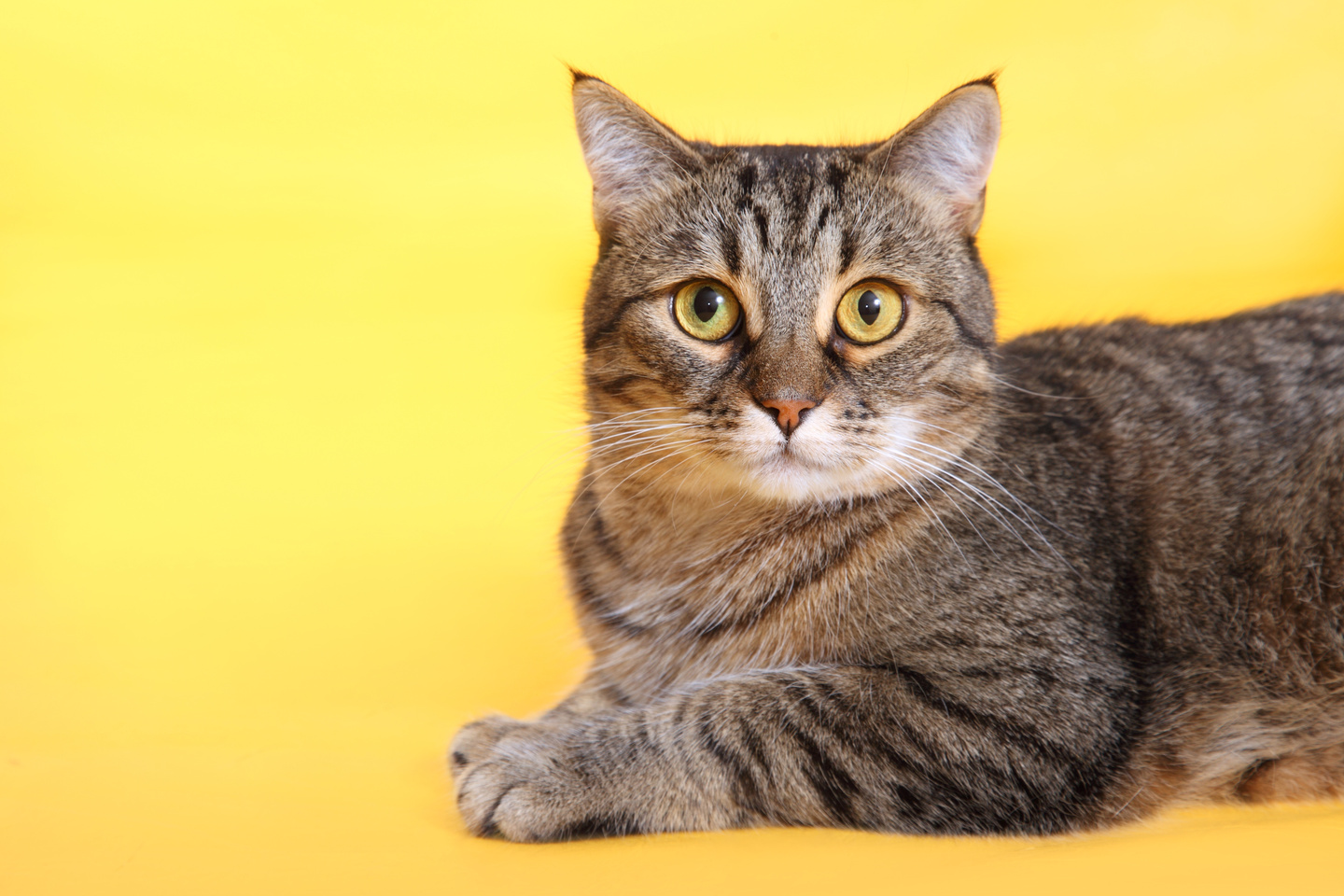 圧倒的スピード感！あなたの企画で会社をブーストさせてみませんか？ - 株式会社TYLの法人営業の採用 - Wantedly