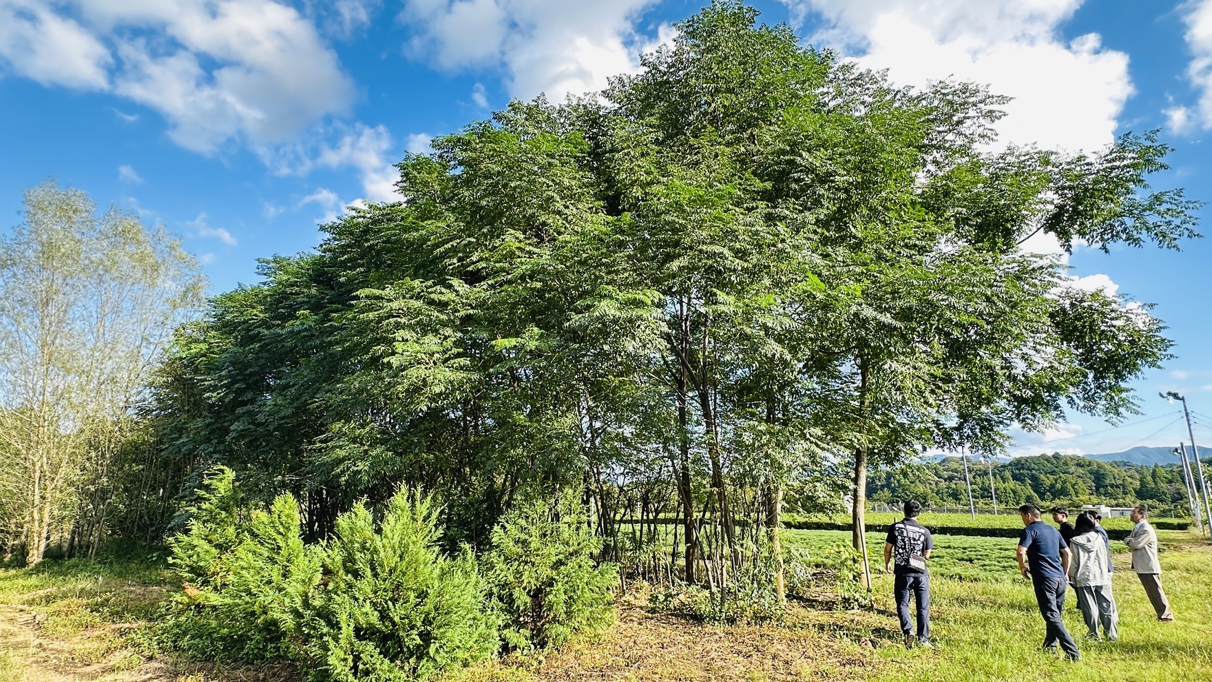 NEDOバイオマス情報『2024年度成果報告会』発表資料 by バイオマスパワーテクノロジーズ株式会社