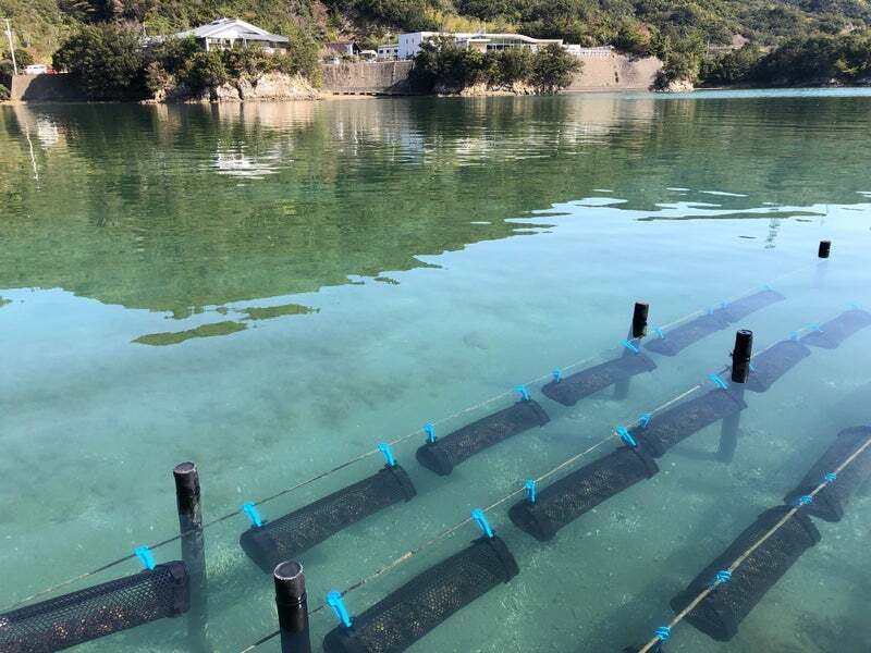 養殖に加え、牡蠣の種苗生産をスタートした理由。 | 株式会社リブル